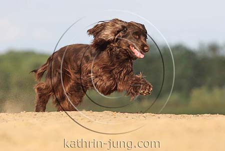 Cocker Spaniel braun Action Düne (ID:4911) - Tierfotoarchiv Kathrin Jung