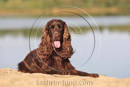Cocker Spaniel braun liegt am See (ID:4912) - Tierfotoarchiv Kathrin Jung